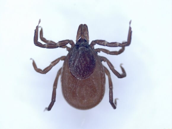Tick Removal Sydney - Top Rated - ABC Pest Control Sydney